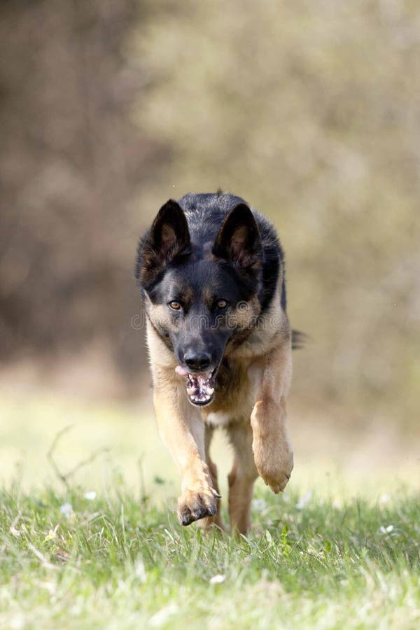 German Shepherd Dog Run Powerful Frontal View Stock Image - Image of ...