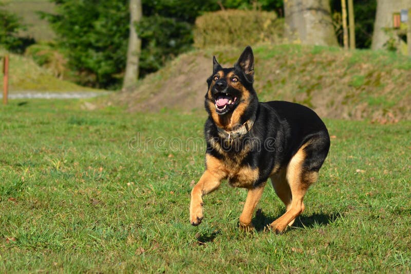 German Shepherd Dog stock image. Image of purebreed, attentive - 52589103