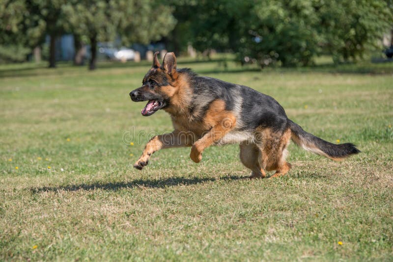 German Shepherd Dog Running through the Grass Stock Photo - Image of ...