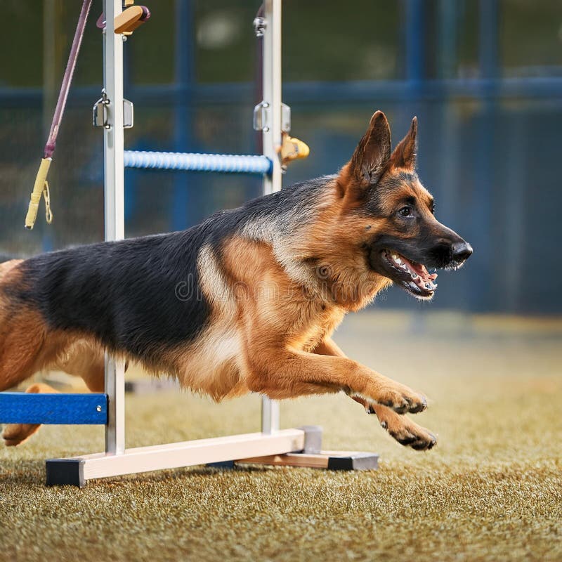 German Shepherd Dog Running and Jumping, AI Generated Stock ...