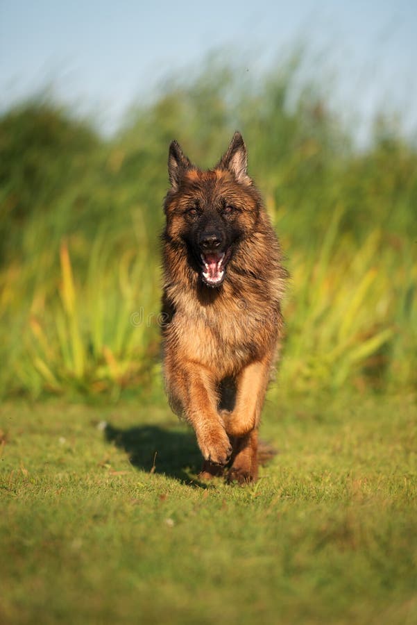 German Shepherd Dog Running Outdoors Stock Image - Image of breed, coat ...
