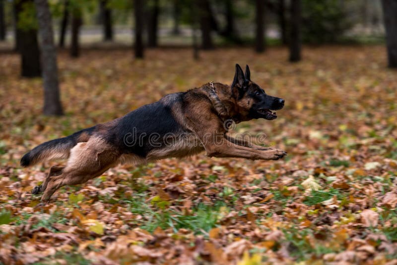 German Shepherd Dog is Running in the Park. Stock Image - Image of ...