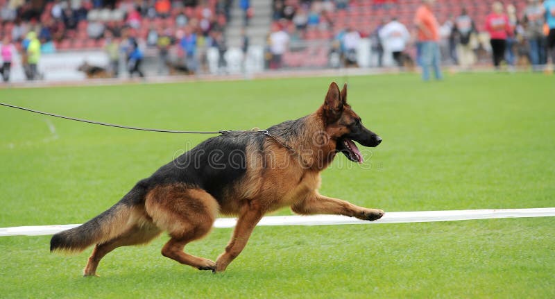 German Shepherd Dog Running Stock Photo - Image of animal, beautiful ...