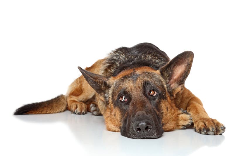 Sad German Shepherd