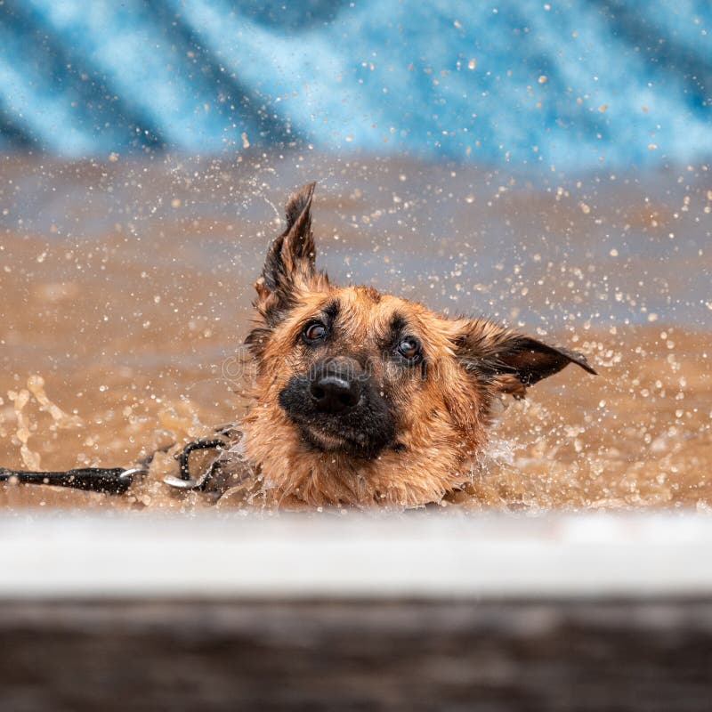 German Shepherd Dog Shaking Off Water Stock Image - Image of german ...