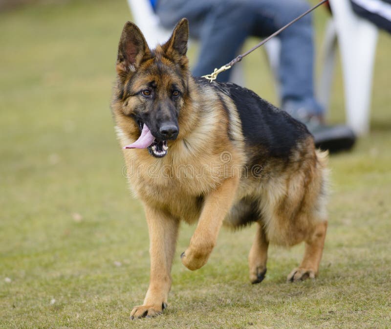 German Shepherd Dog, Dog Show Stock Photo - Image of show, portrait ...