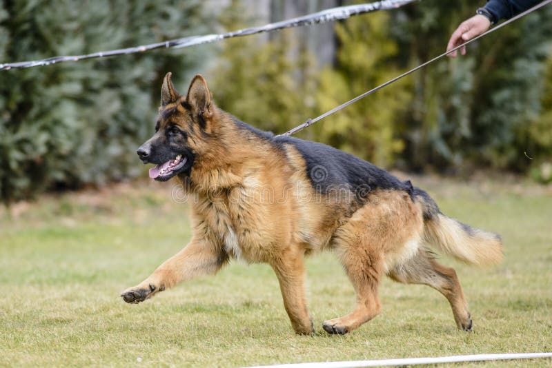 German Shepherd Dog, Dog Show Stock Image - Image of outdoor, park ...