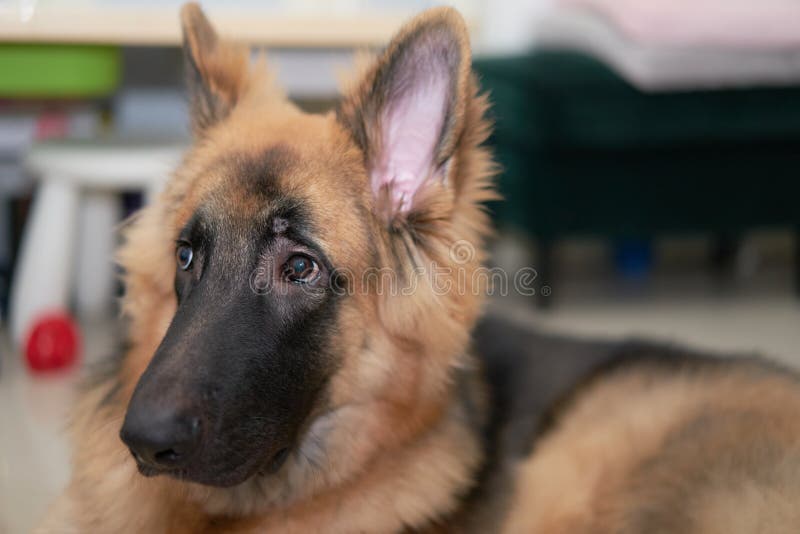 German Shepherd Dog Face with Allergic Rhinitis Dermatitis Skin Problem ...