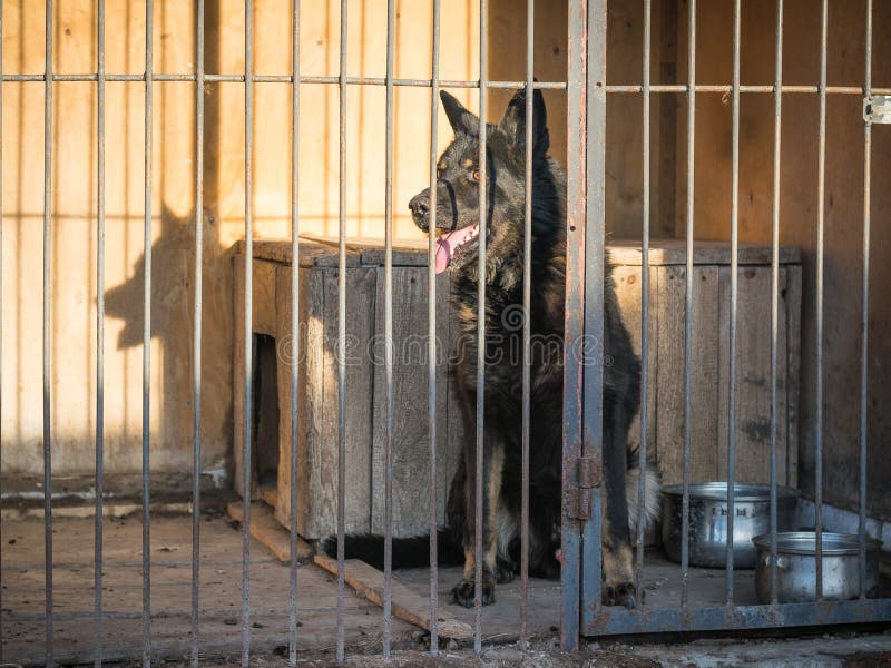 German Shepherd Dog Sits Locked in a Cage Behind Bars. Stock Photo ...
