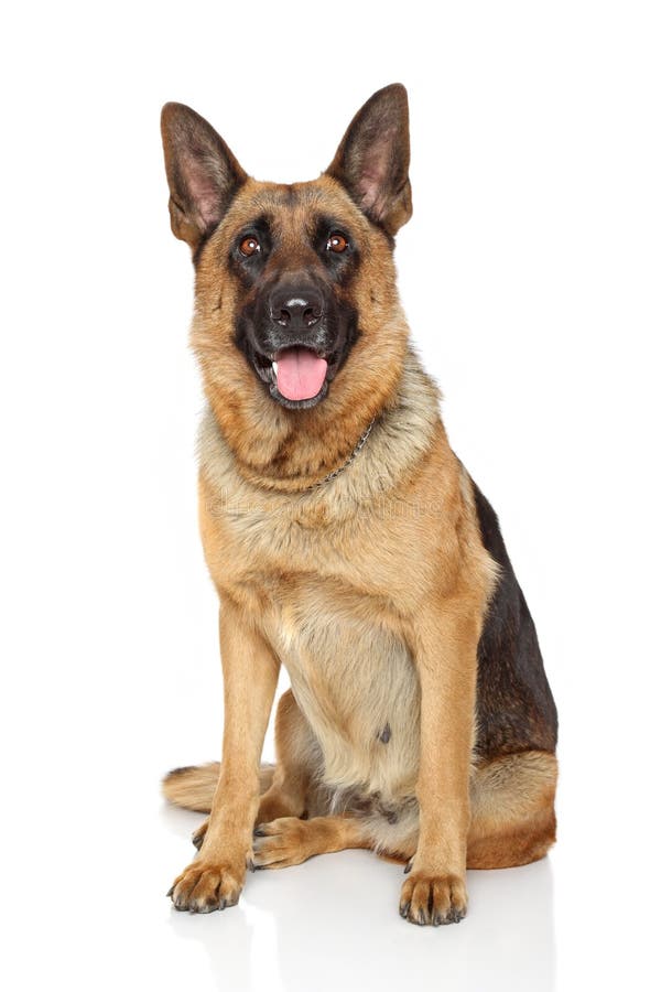 German Shepherd dog stock image. Image of germanshepherd - 34930723