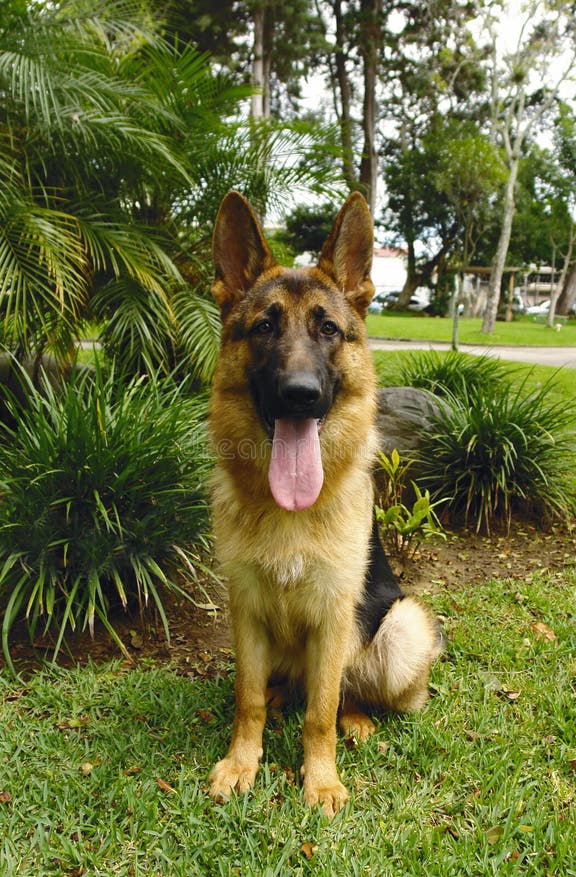 German Shepherd Dog Sitting Stock Image - Image of animal, typical: 1879833