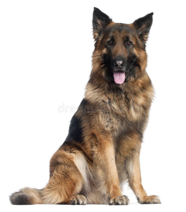 364 German Shepherd Sitting Side View Stock Photos - Free & Royalty ...