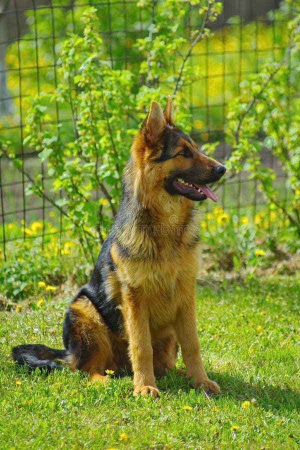 Free German Shepherd Puppies Stock Photos - Free & Royalty-Free Stock ...