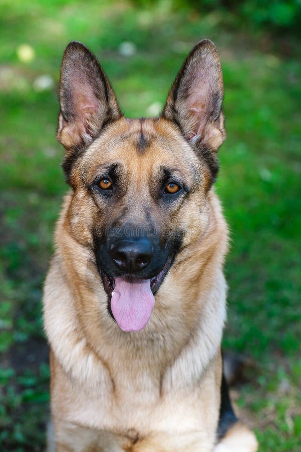 Front View Of German Shepherd, Sitting Stock Image - Image of people ...