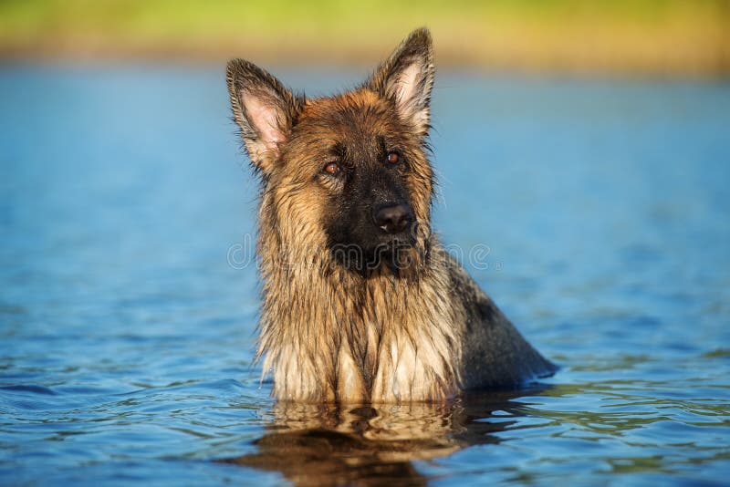 German Shepherd Dog Sitting in Water Stock Photo - Image of german ...