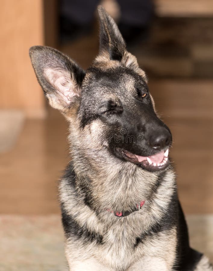 German Shepherd Dog Smiling and Winking with One Eye Closed Stock Photo ...