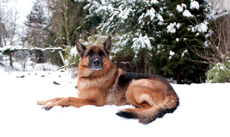 German Shepherd Dog in Snow Stock Photo - Image of familie, snow: 13000918
