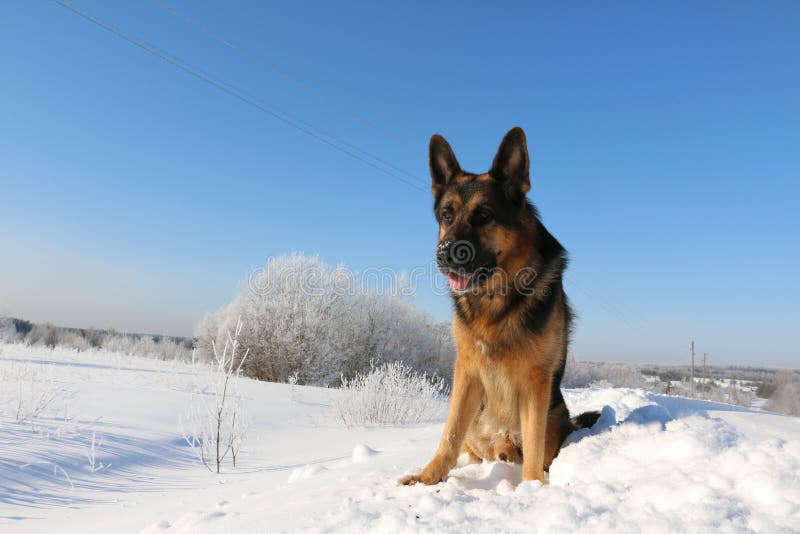German Shepherd Dog on Snow Stock Photo - Image of nose, obedience ...