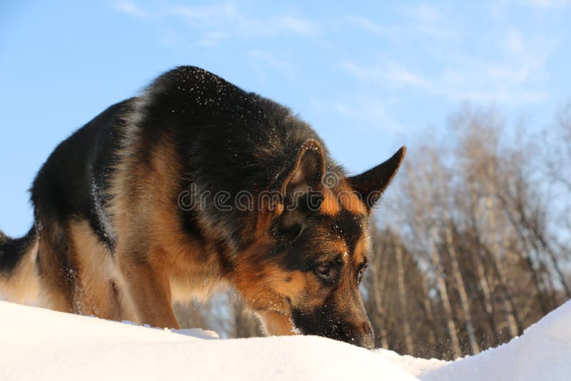 German Shepherd Dog on Snow Stock Photo - Image of play, beautiful ...