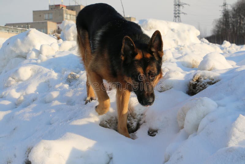 German Shepherd Dog on Snow Stock Image - Image of ears, military: 73669357