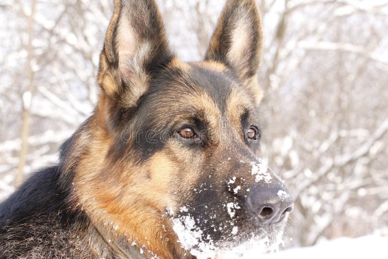 German Shepherd Dog on Snow Stock Image - Image of house, claws: 79178209