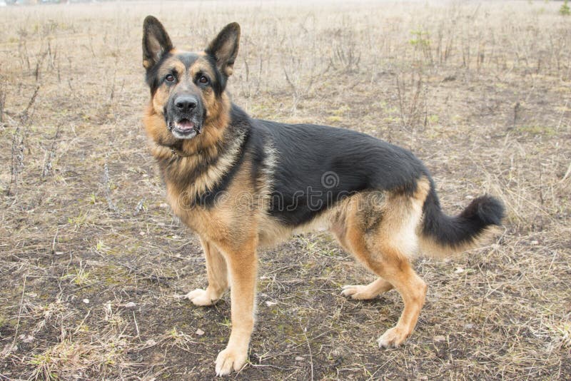 German Shepherd Dog in Spring Day Stock Photo - Image of cute, feathers ...