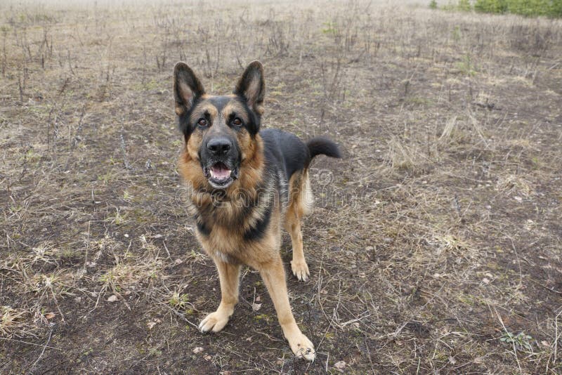 German Shepherd Dog in Spring Day Stock Photo - Image of outside, play ...