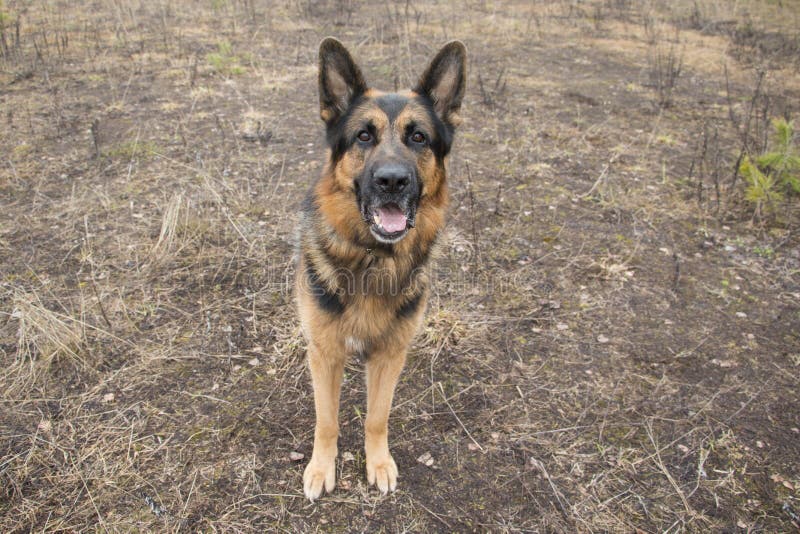 German Shepherd Dog in Spring Day Stock Image - Image of military ...