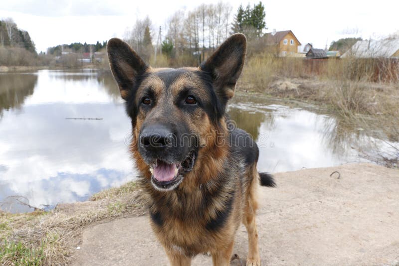 German Shepherd Dog in Spring Day Stock Photo - Image of feet, green ...