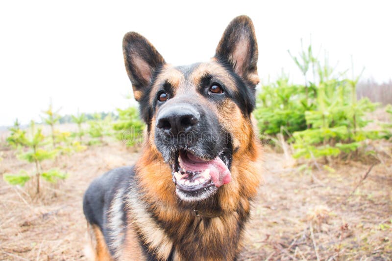German Shepherd Dog in a Spring Day Stock Photo - Image of feet ...