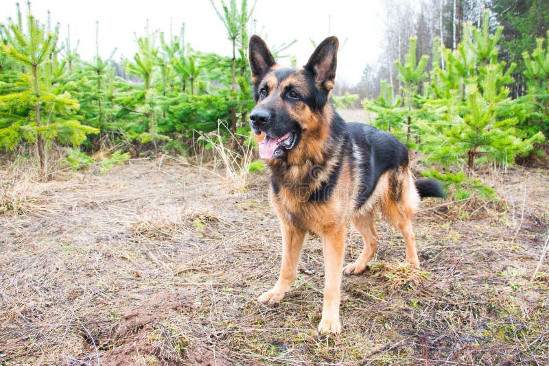 German Shepherd Dog in a Spring Day Stock Photo - Image of ears, nose ...