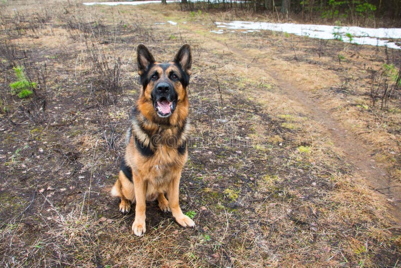 German Shepherd Dog in a Spring Day Stock Image - Image of independence ...