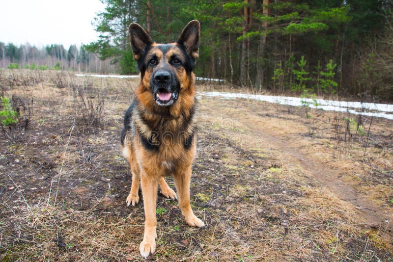 German Shepherd Dog in a Spring Day Stock Photo - Image of nose ...
