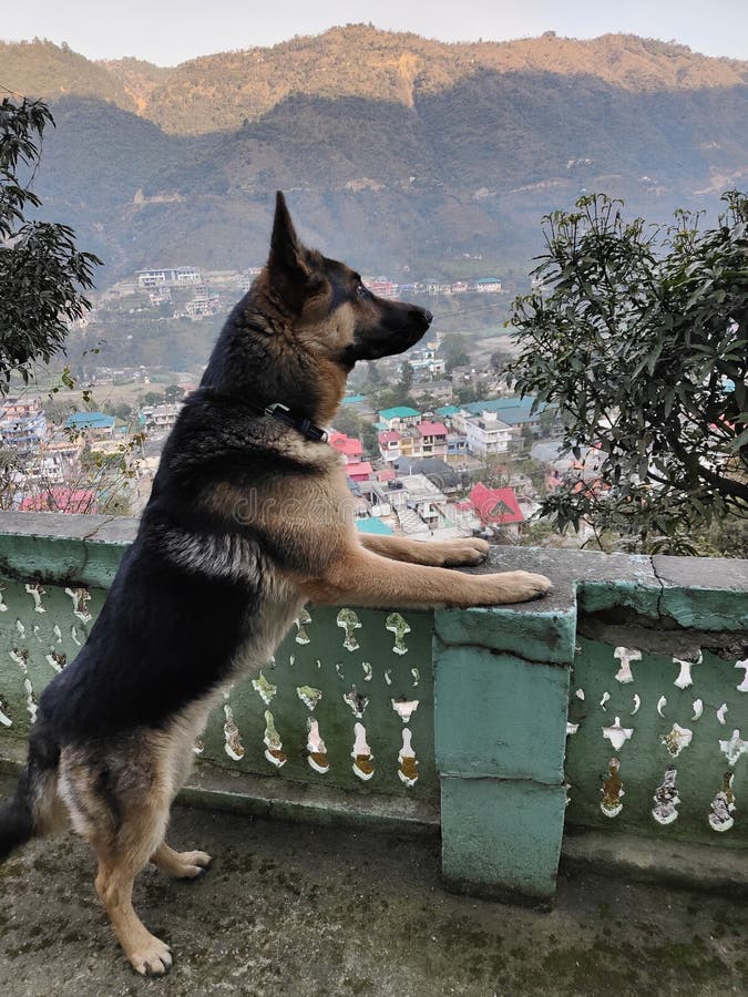 German Shepherd Dog Standing Stock Image - Image of mammal, carnivore ...