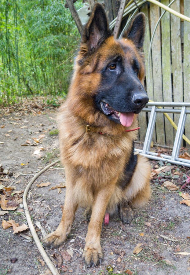 German Shepherd Dog Standing Stock Photo - Image of german, mammal ...