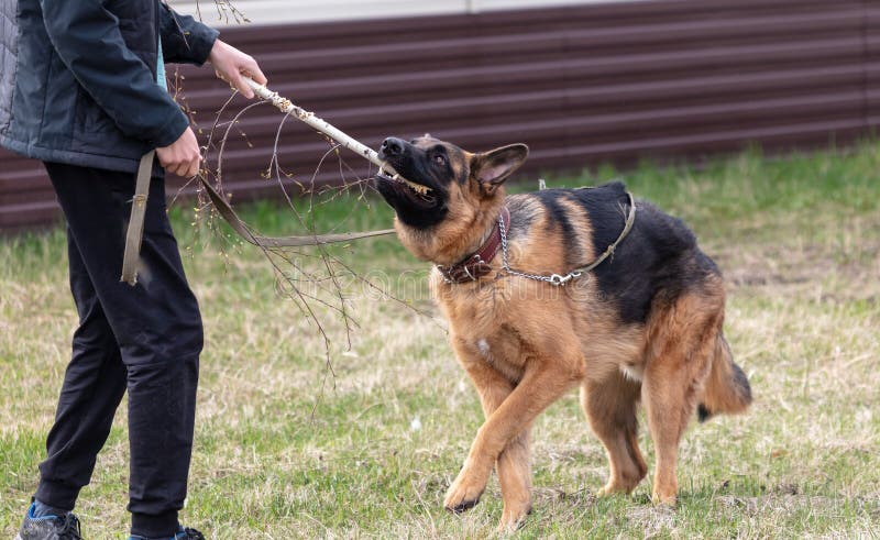 German Shepherd Dog Standing on the Grass with a Stick in His Teeth Stock Photo - Image of grass ...