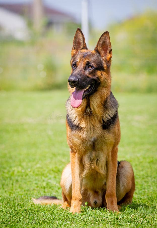 A German Shepherd Dog is Standing on the Grassland Stock Photo - Image ...