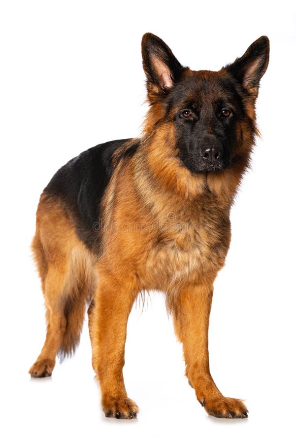 German Shepherd Dog Standing Isolated on White Stock Image - Image of ...
