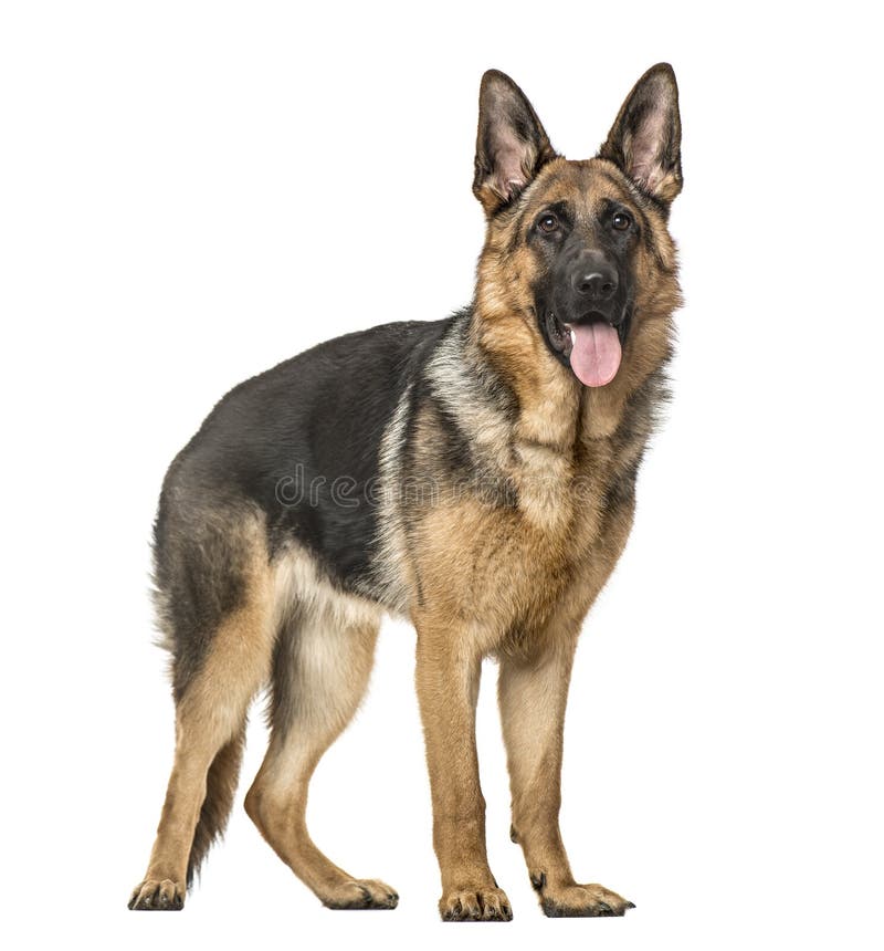 German Shepherd Dog Standing and Panting, Isolated Stock Image - Image ...