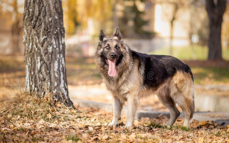 German shepherd dog stock photo. Image of outdoor, people - 62865294