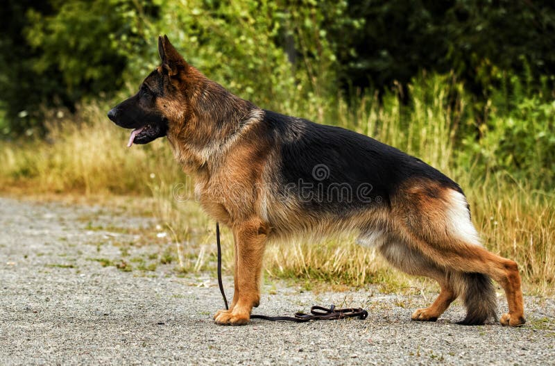 German Shepherd Dog Standing Sideways Stock Photo - Image of pedigreed ...