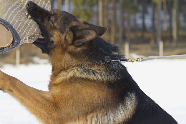 German Shepherd Dog Training Stock Image - Image of police, defense ...