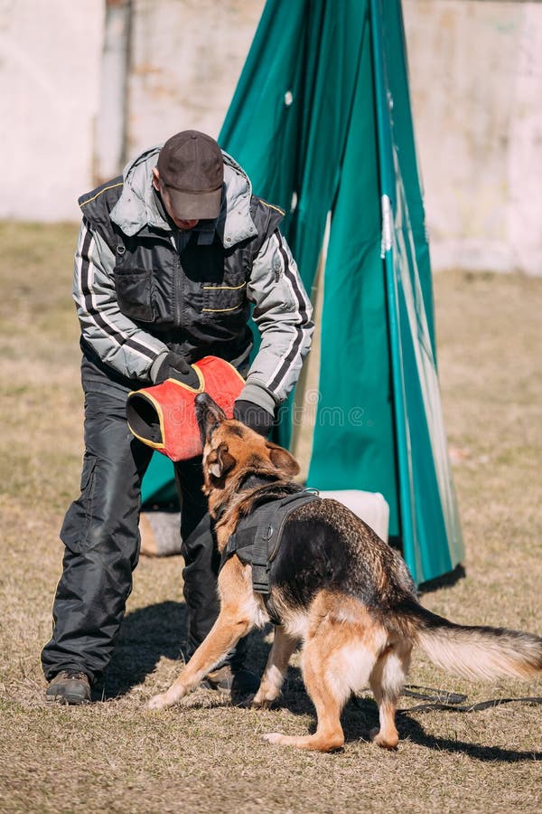 116 Angry Shepard Dog Stock Photos - Free & Royalty-Free Stock Photos ...