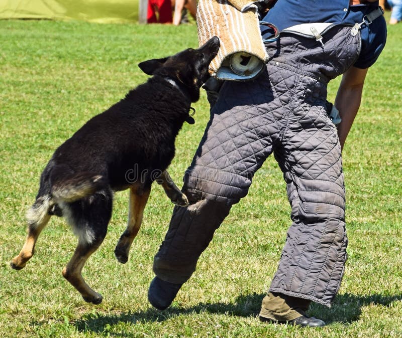 German Shepherd Dog in Training Stock Image - Image of beauty, autumn ...