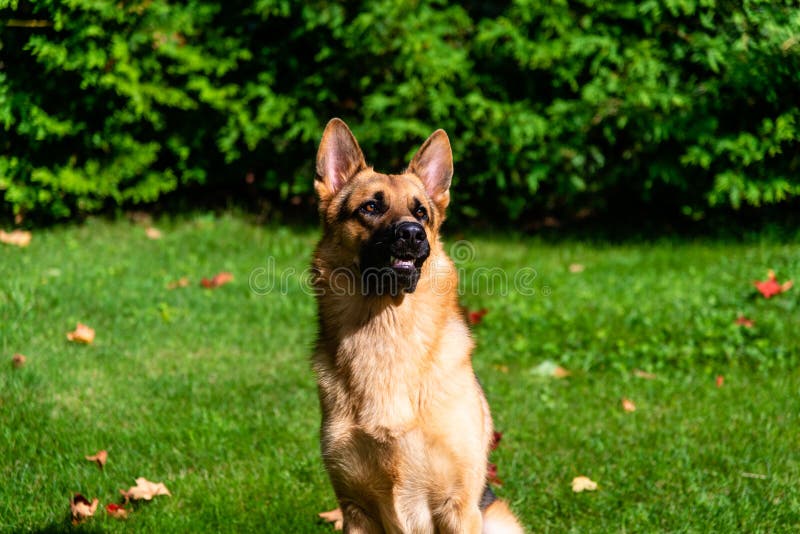 German Shepherd Dog at the Training Stock Photo - Image of happy ...