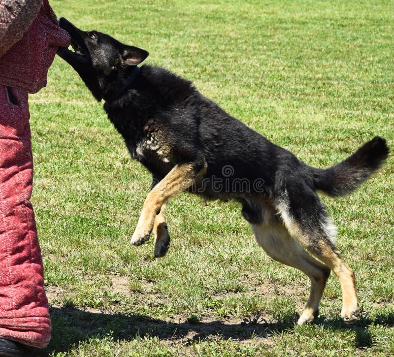 German Shepherd Dog in Training Stock Image - Image of beauty, green ...