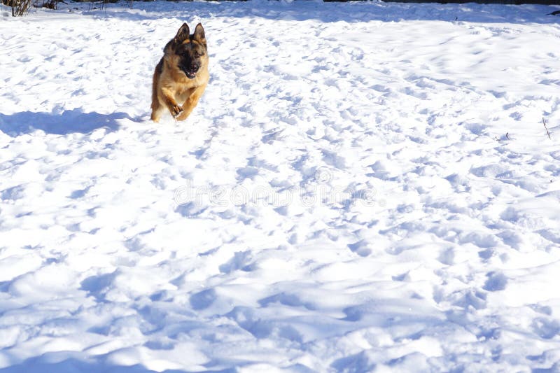 Are German Shepherds Good In Cold Weather