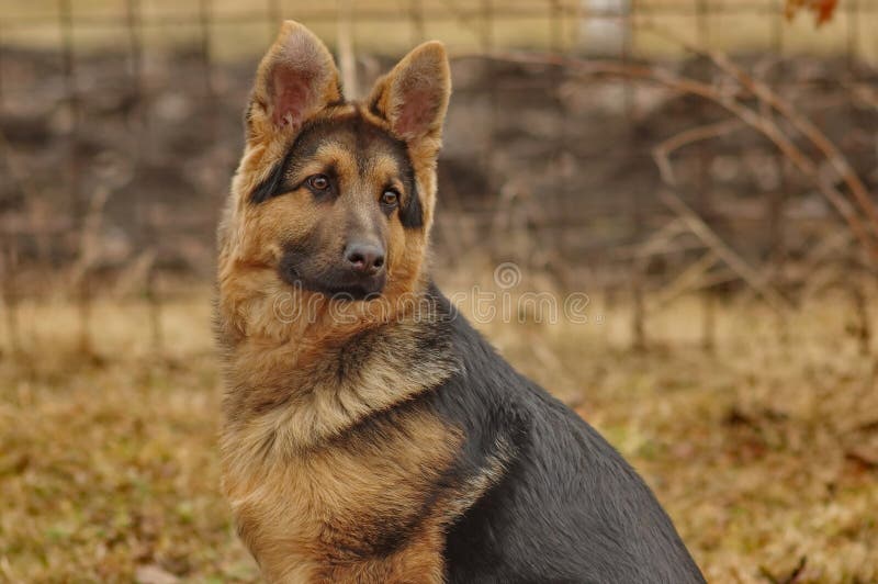 German Shepherd Dog Watching His Master. Stock Photo - Image of crazy ...