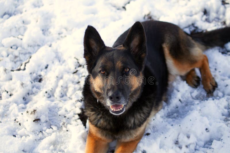 German Shepherd Dog in Winter Snow Stock Image - Image of outdoor ...