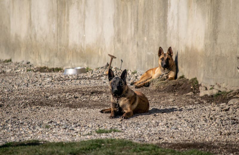 German Shepherd Dogs Resting on the Ground Stock Image - Image of ...